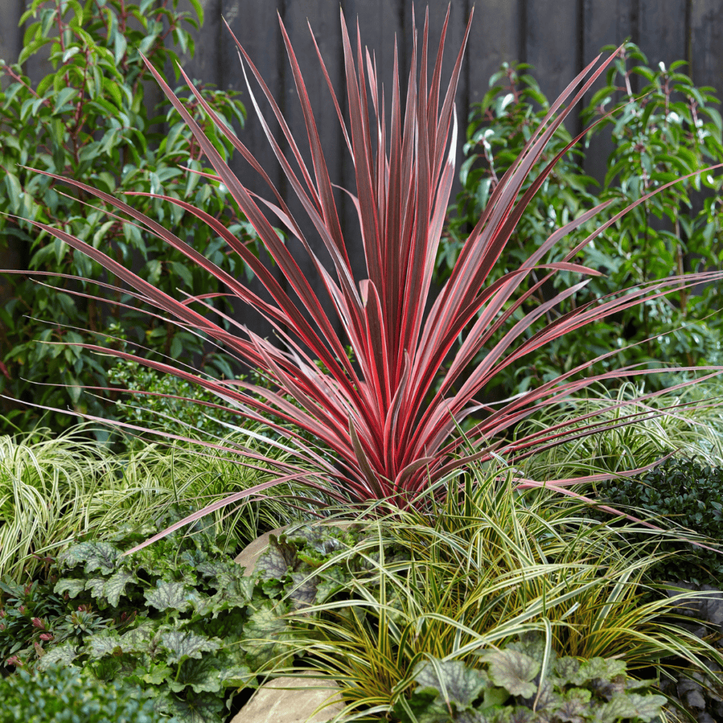 Cordyline 'Charlie Boy'
