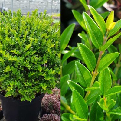 Lonicera Garden Clouds® Green Breeze