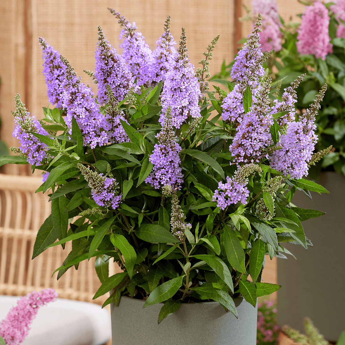 Buddleia Butterfly Candy® Li’l Lavender™