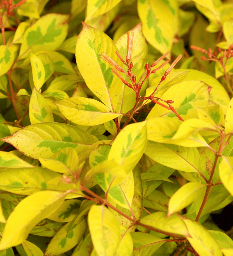 Firebush Lime Sizzler™ | Plant Development Services, inc.