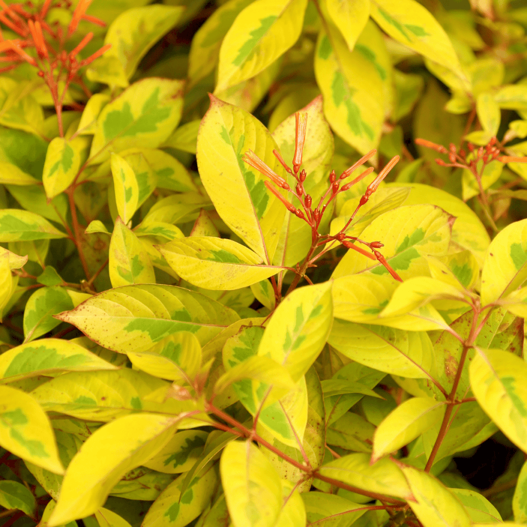 Firebush Lime Sizzler™