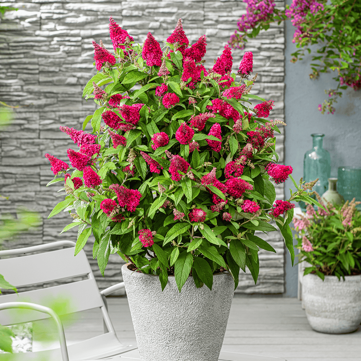 Buddleia Butterfly Candy® Li’l Raspberry™