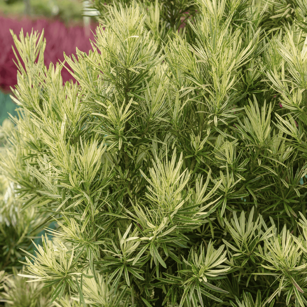 Podocarpus Roman Candle®