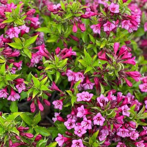 Weigela Luxe™ Rose Gold