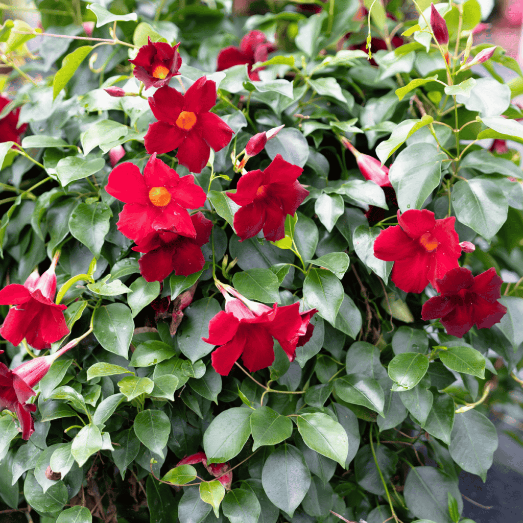 Mandevilla Sangria™ Granada