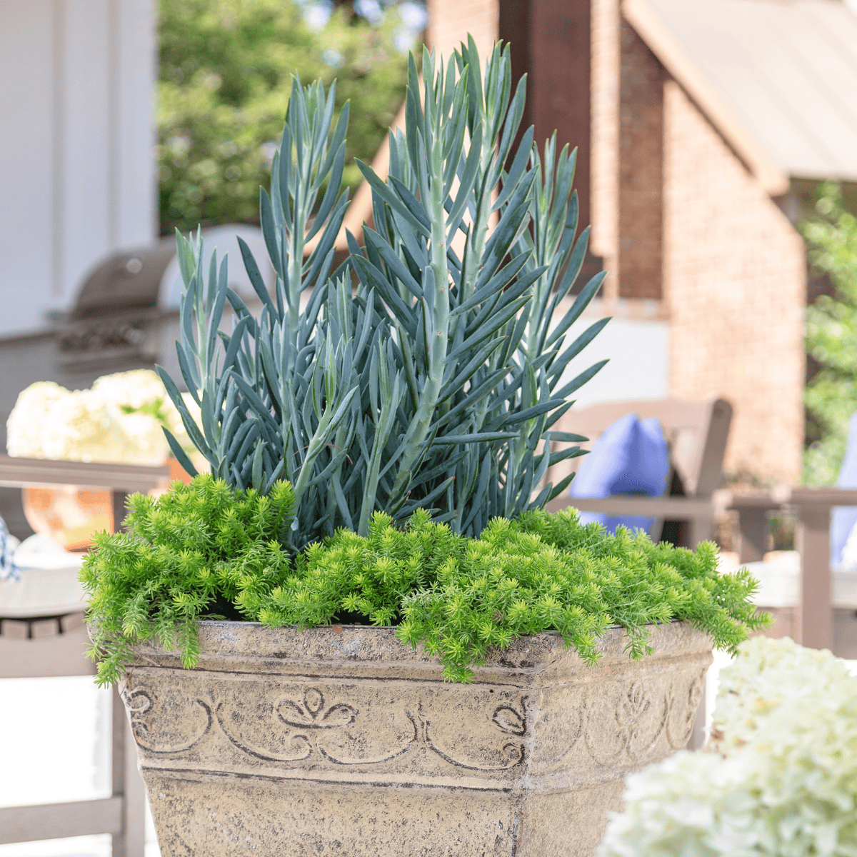 Senecio Skyscraper®