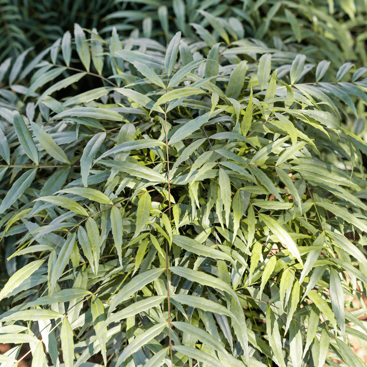 Mahonia Silver Caress™