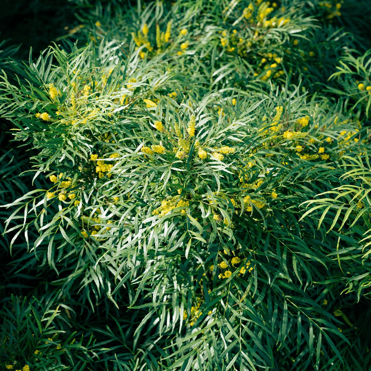 Mahonia 'Soft Caress'