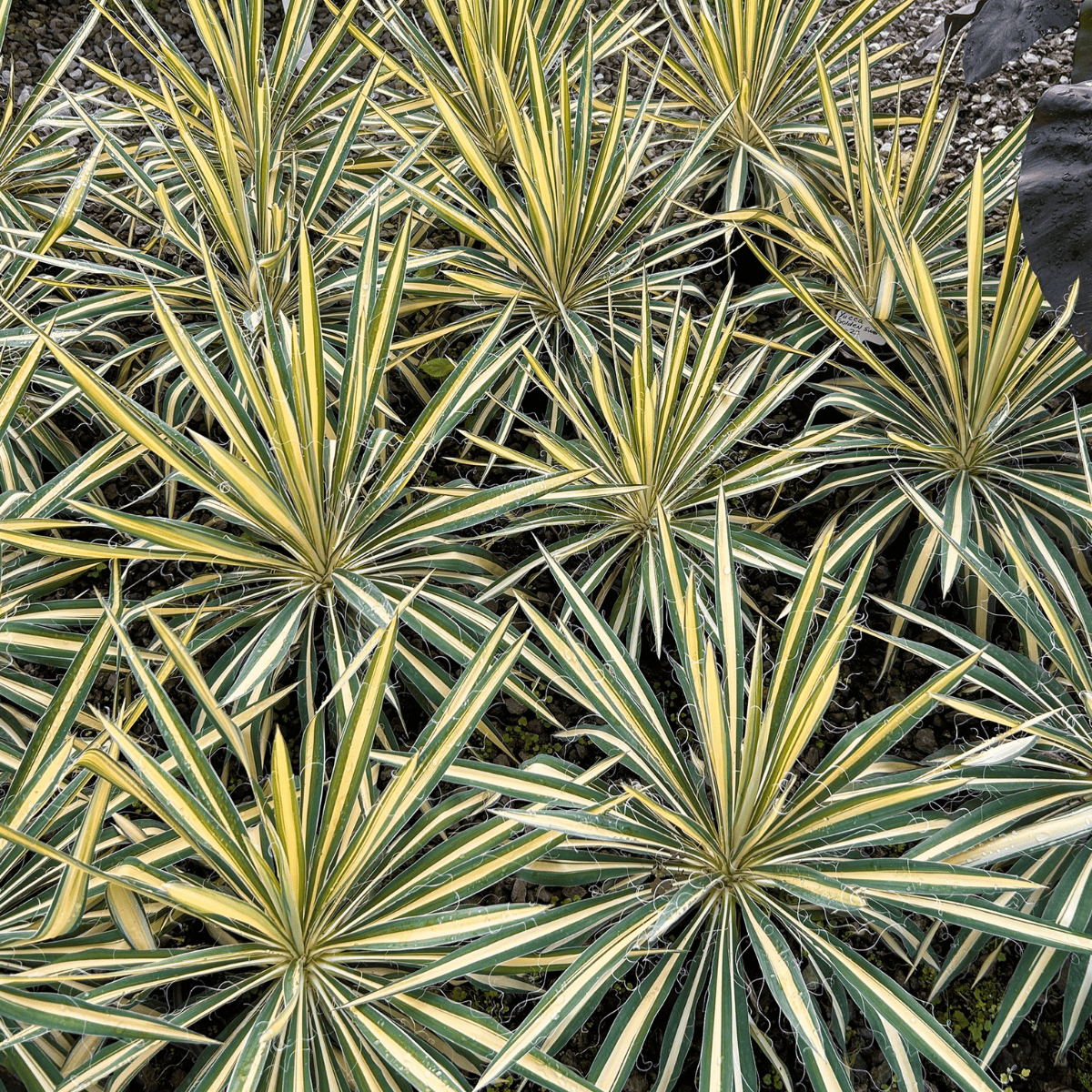 Yucca 'Golden Sword'