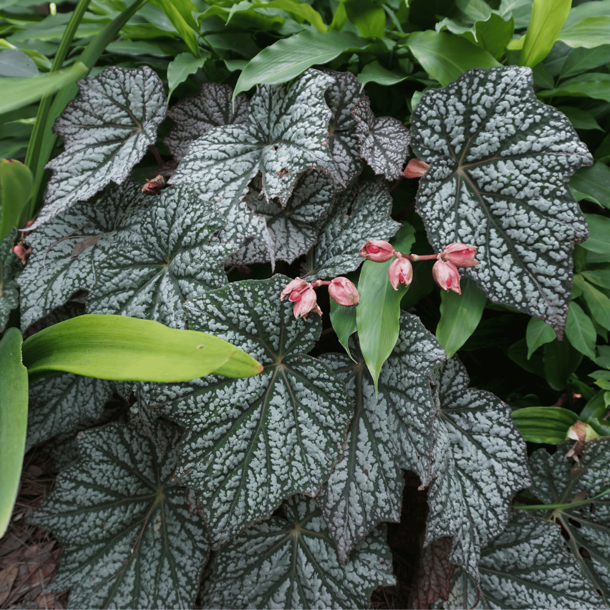 Begonia Lunar Lights™ 'Sterling Moon'