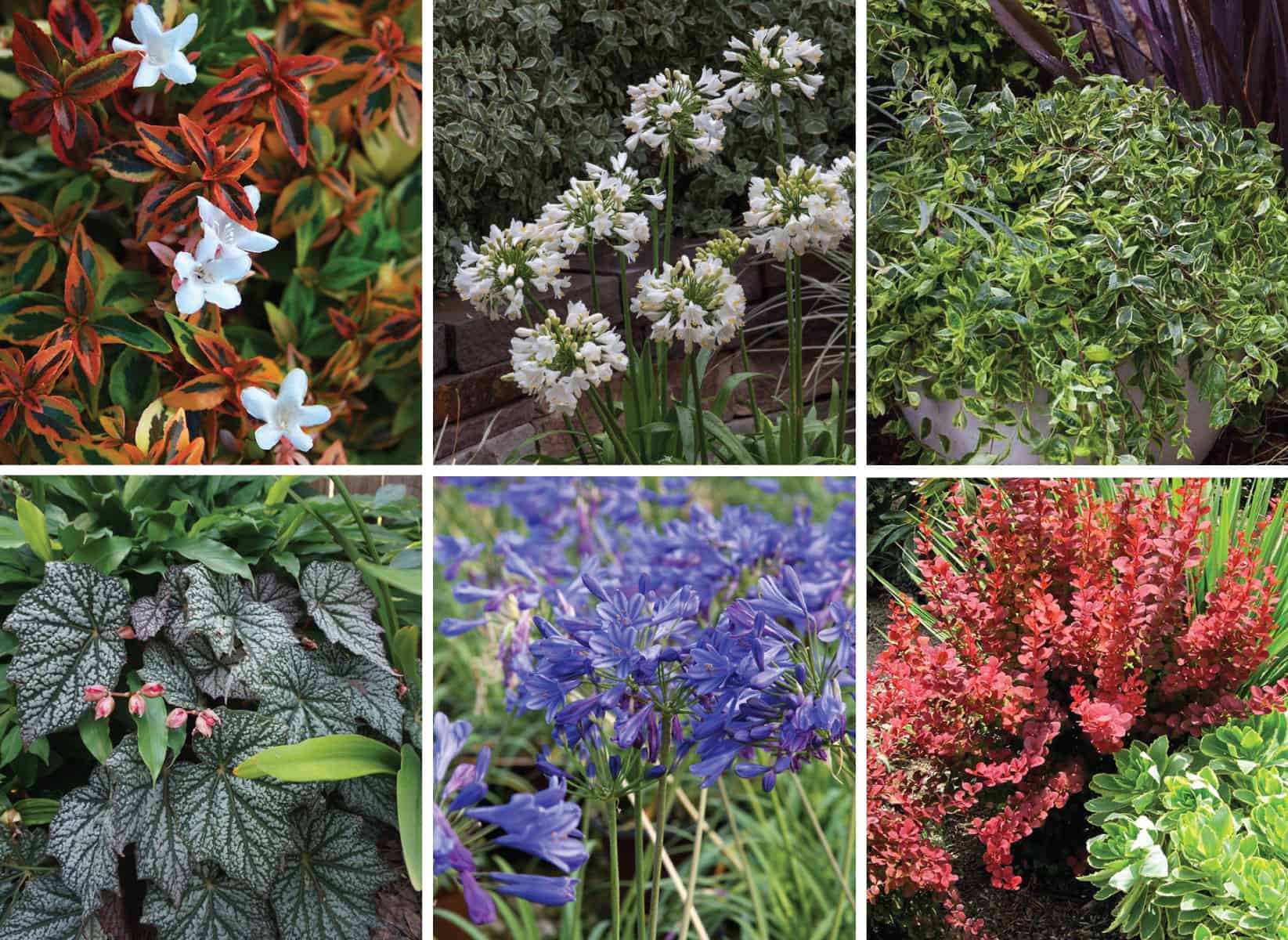 Sunset Plant Collection | Plant Development Services, inc.