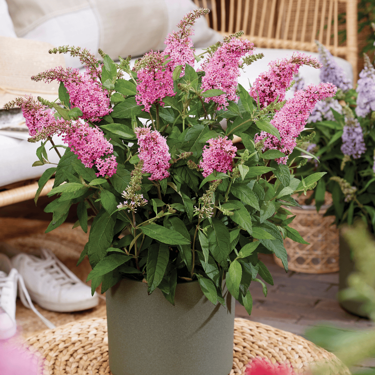 Buddleia Butterfly Candy® Li’l Taffy™