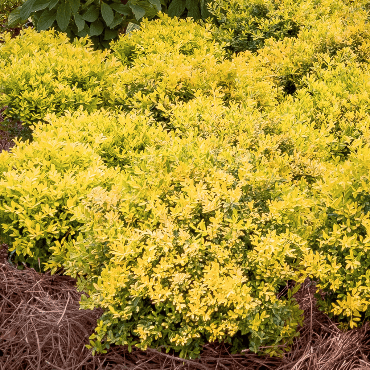 Ilex Touch of Gold®