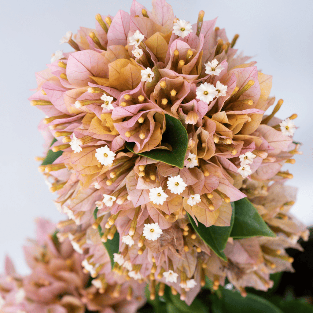 Bougainvillea TIKI™ Tropical Swizzle